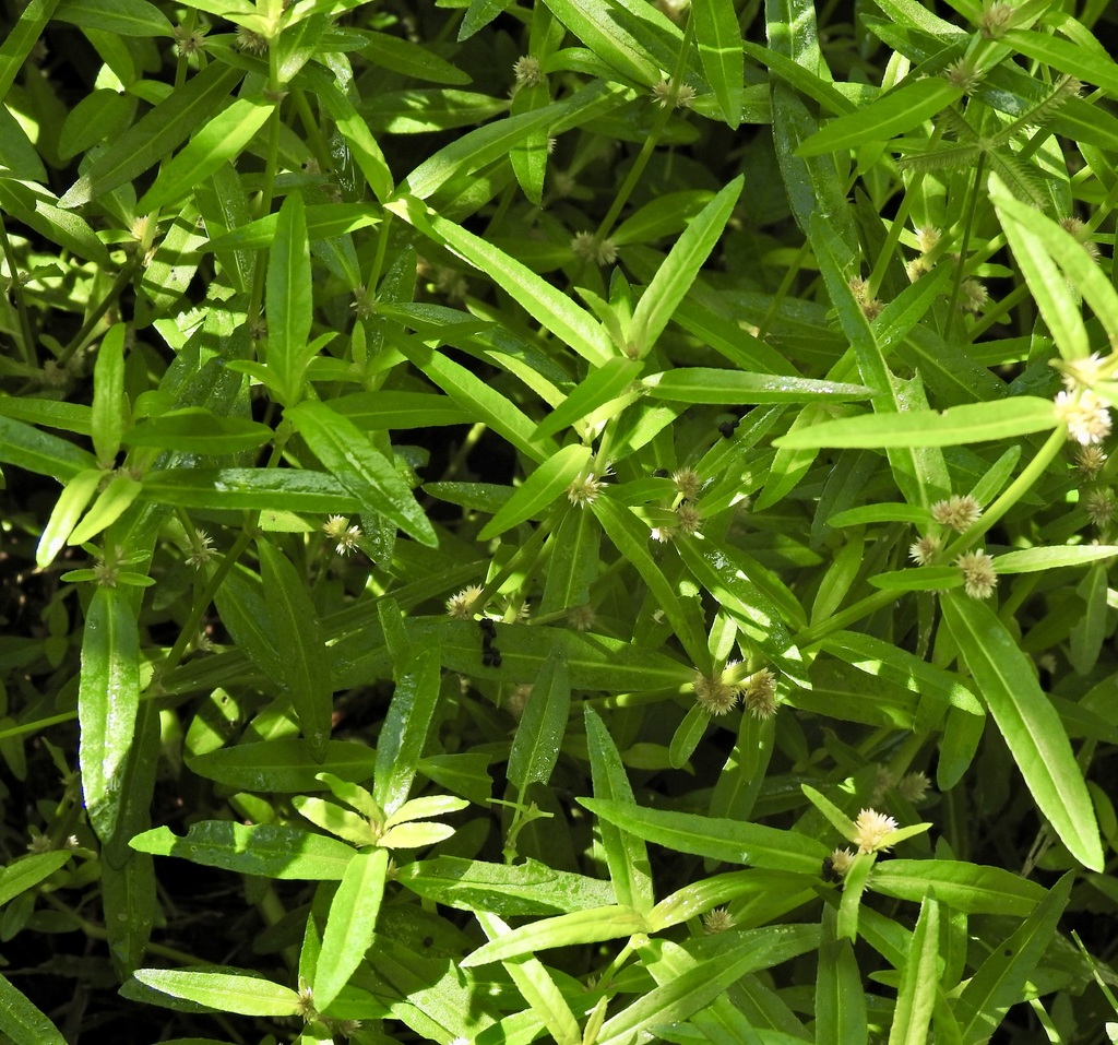 Lesser Joyweed from Cairns QLD, Australia on February 22, 2022 at 09:33 ...