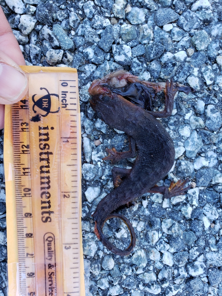 Pacific Newts from Lexington Reservoir County Park, Santa Clara ...
