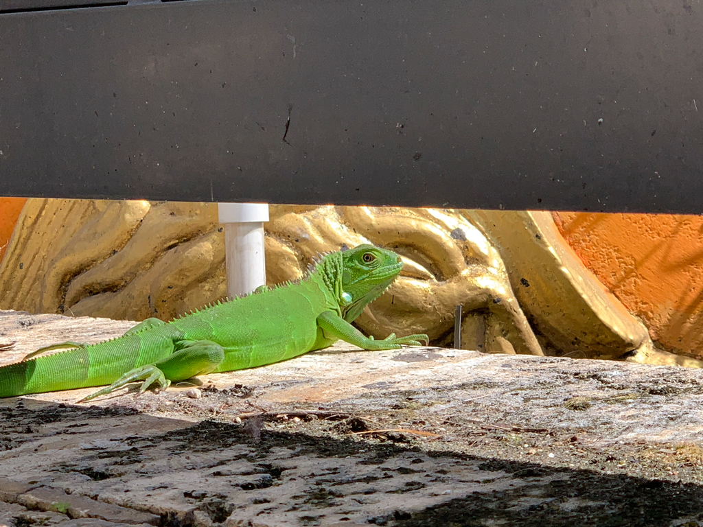 Green Iguana from Miami Beach on February 21, 2022 at 10:58 AM by ...