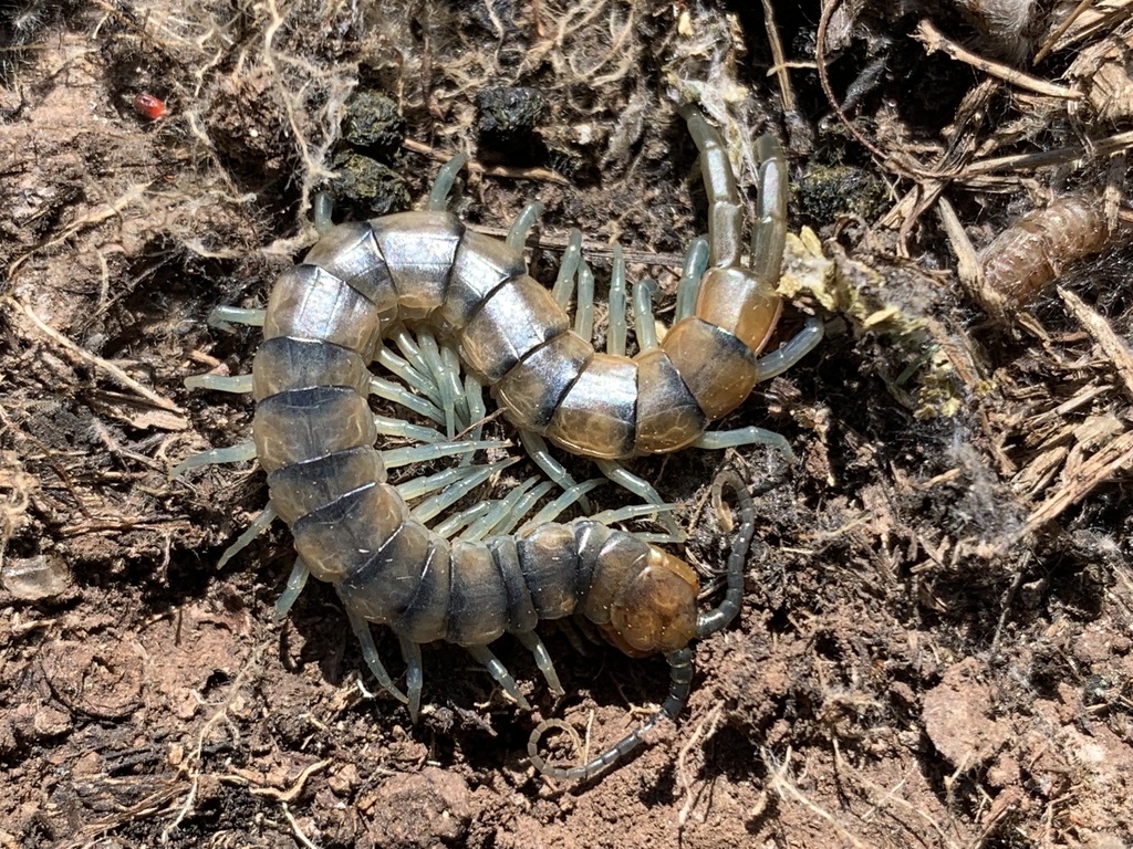 Common Desert Centipede from Santa Clara County, CA, USA on February 21 ...