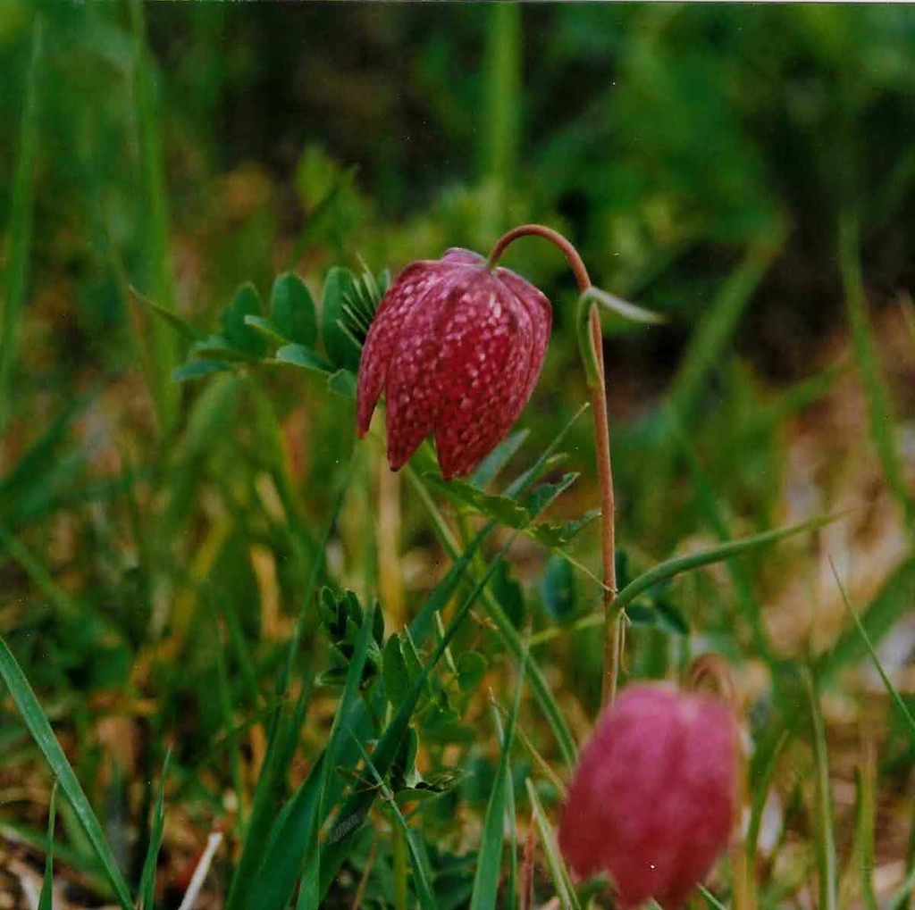 snake's-head fritillary from 740 20 Vänge, Sweden on May 31, 1996 at 08 ...