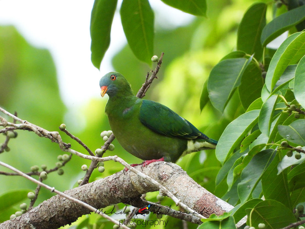 (Ptilinopus viridis pectoralis) - Avian Discovery