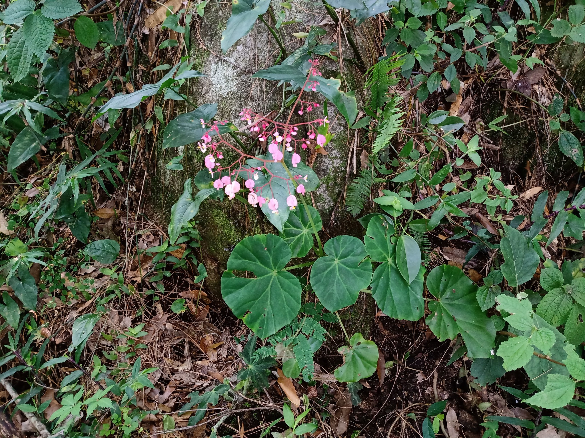Begonia manicata Brongn.