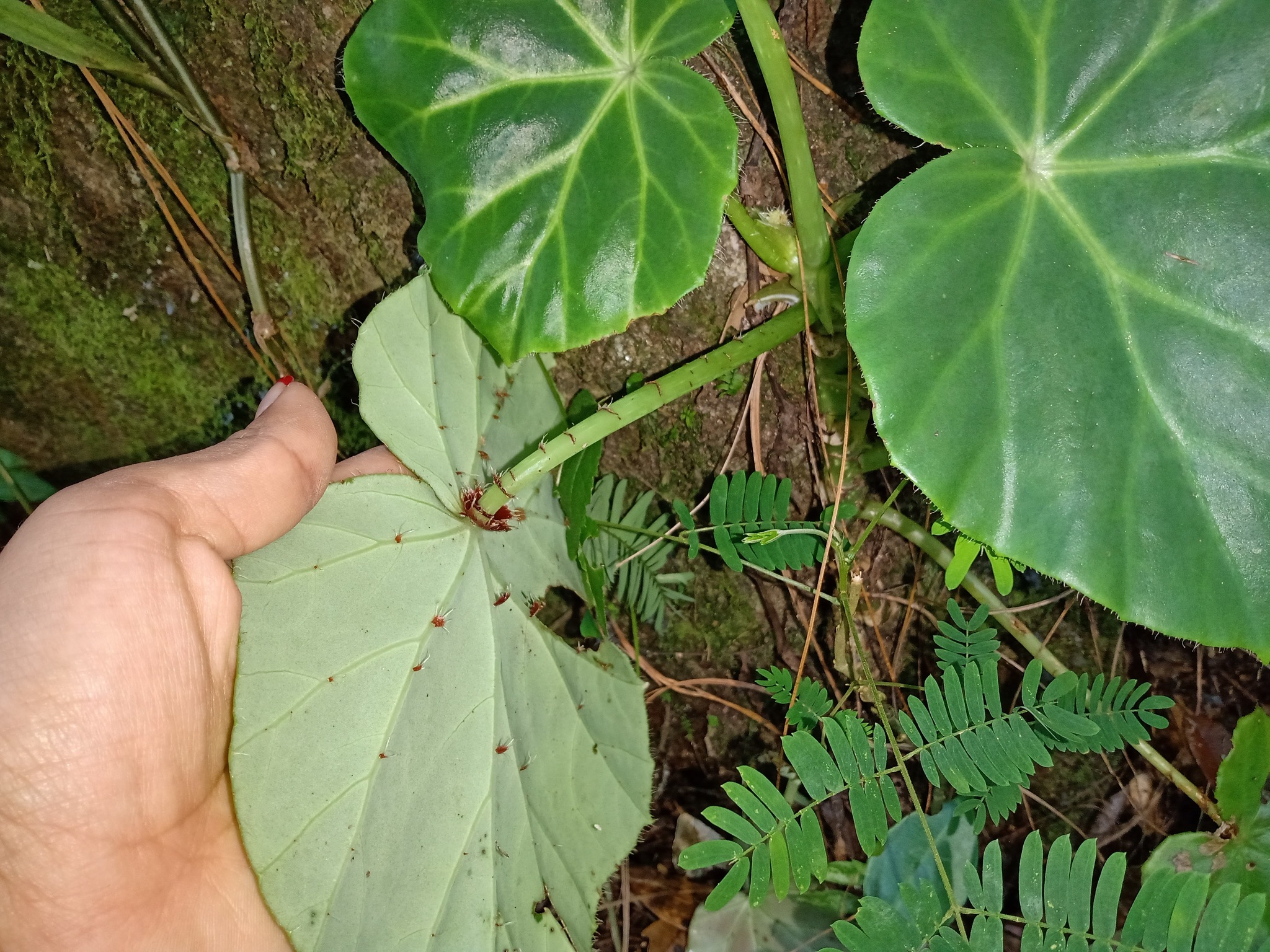 Begonia manicata Brongn.