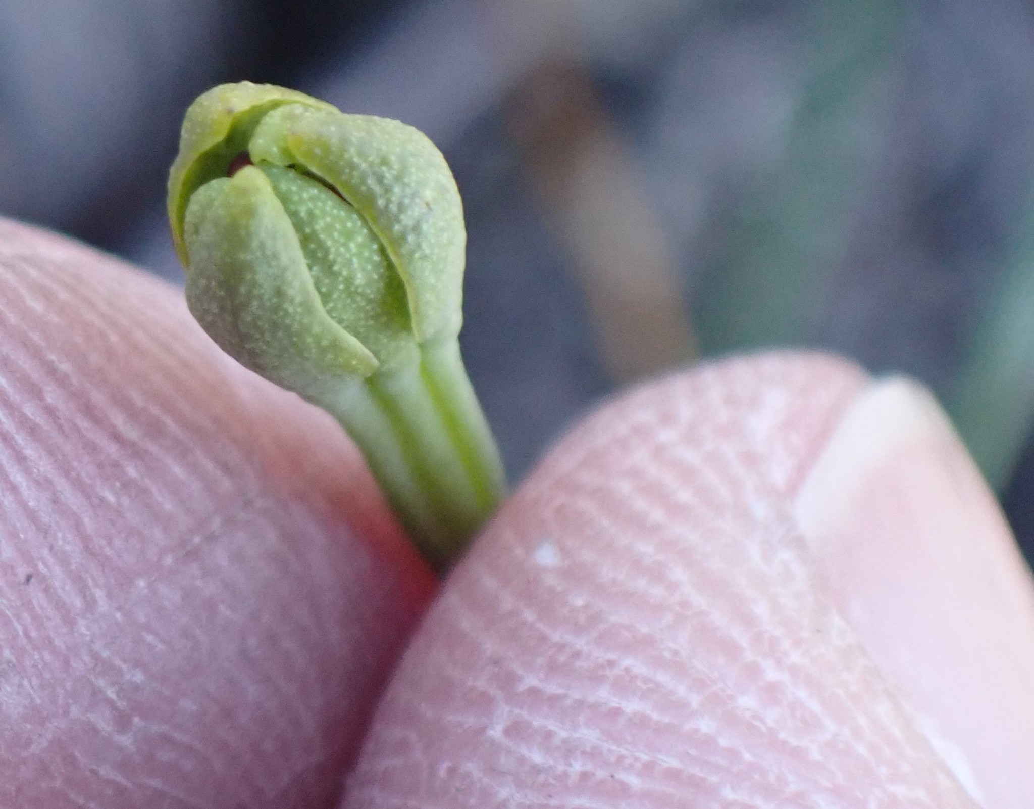 Campynema lineare Labill.