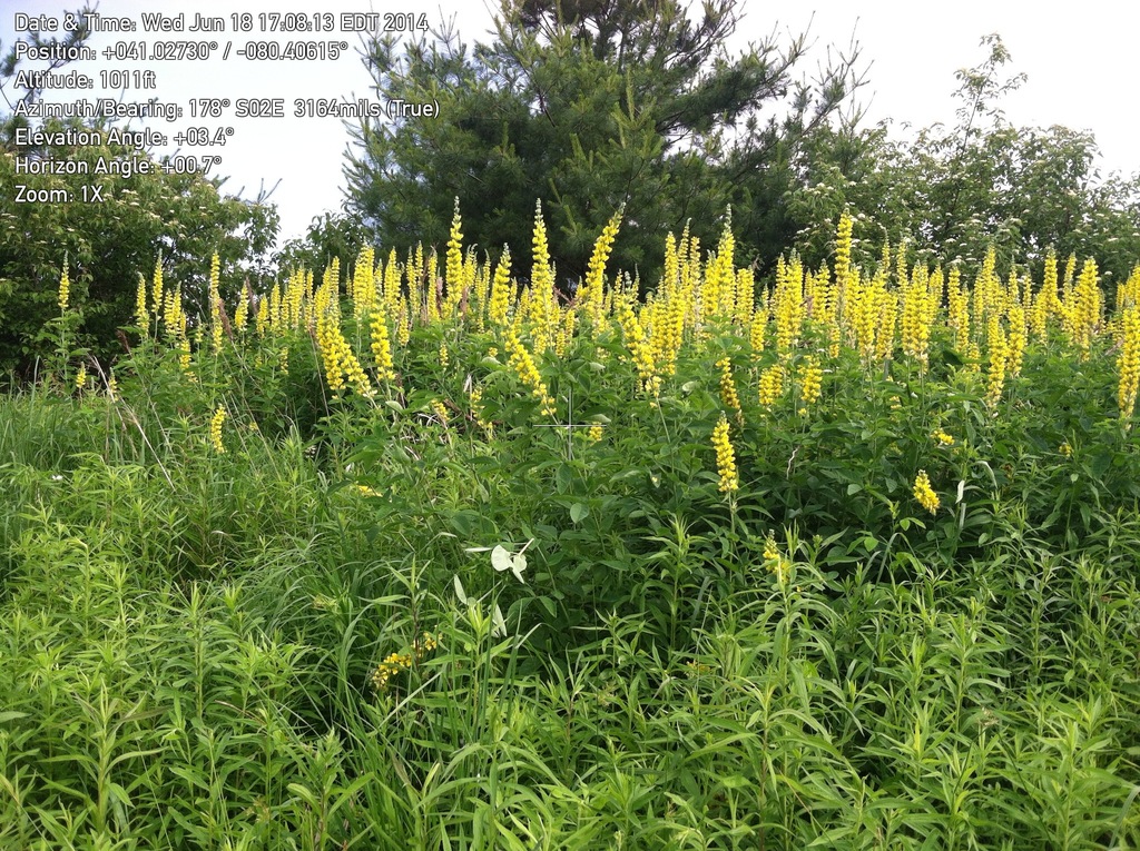 Aaron's rod (Thermopsis villosa) - Botanical Realm