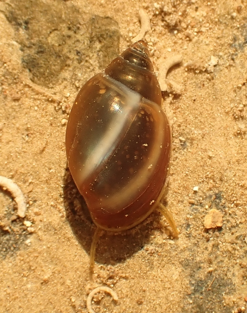 Acute Bladder Snail from Hermitage, Nashville, TN, USA on February 18 ...