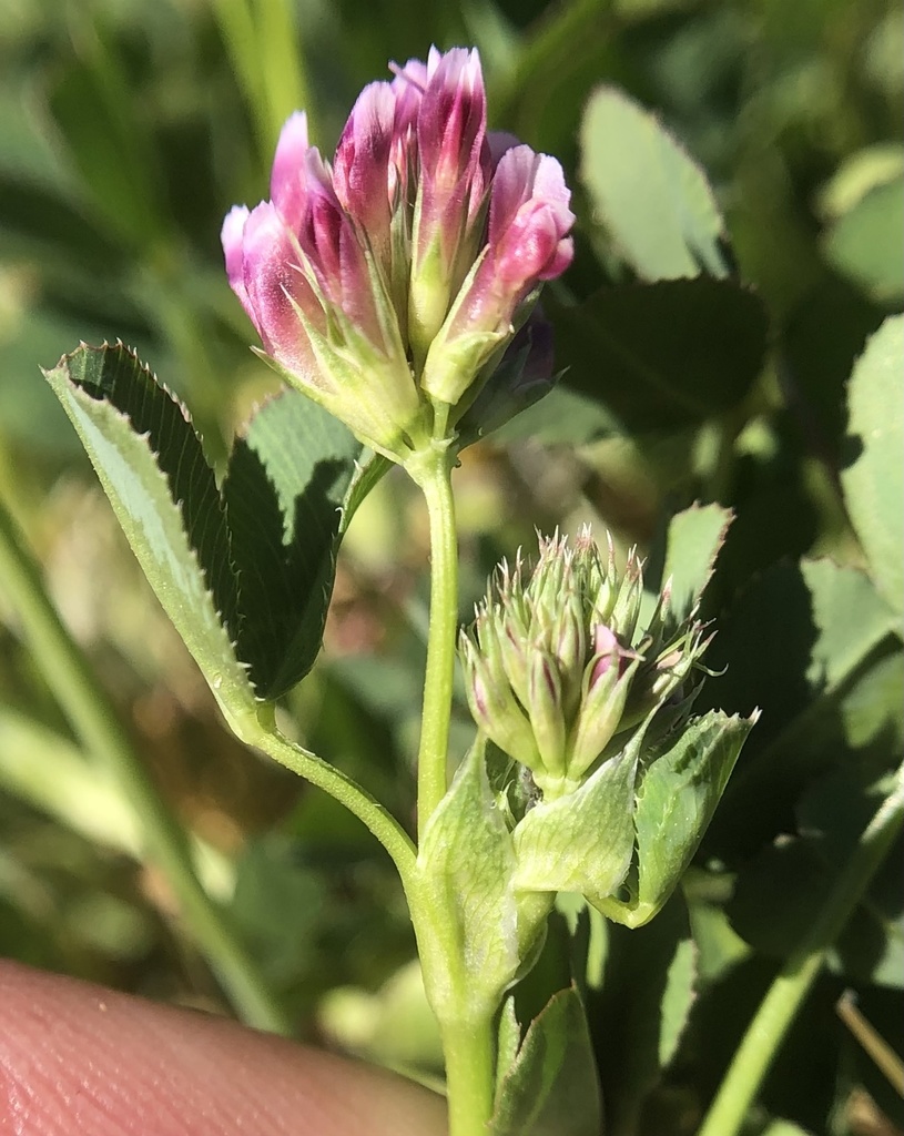 pinpoint clover from Brentwood, CA, US on February 21, 2022 at 01:49 PM ...