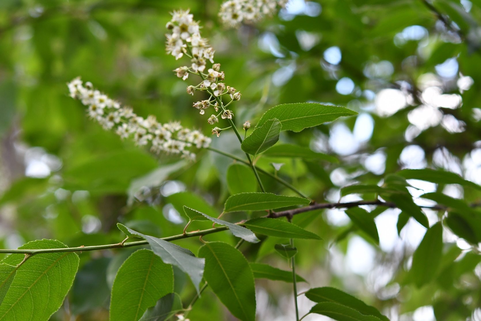 Prunus serotina var. capuli (Cav.) Hatus.
