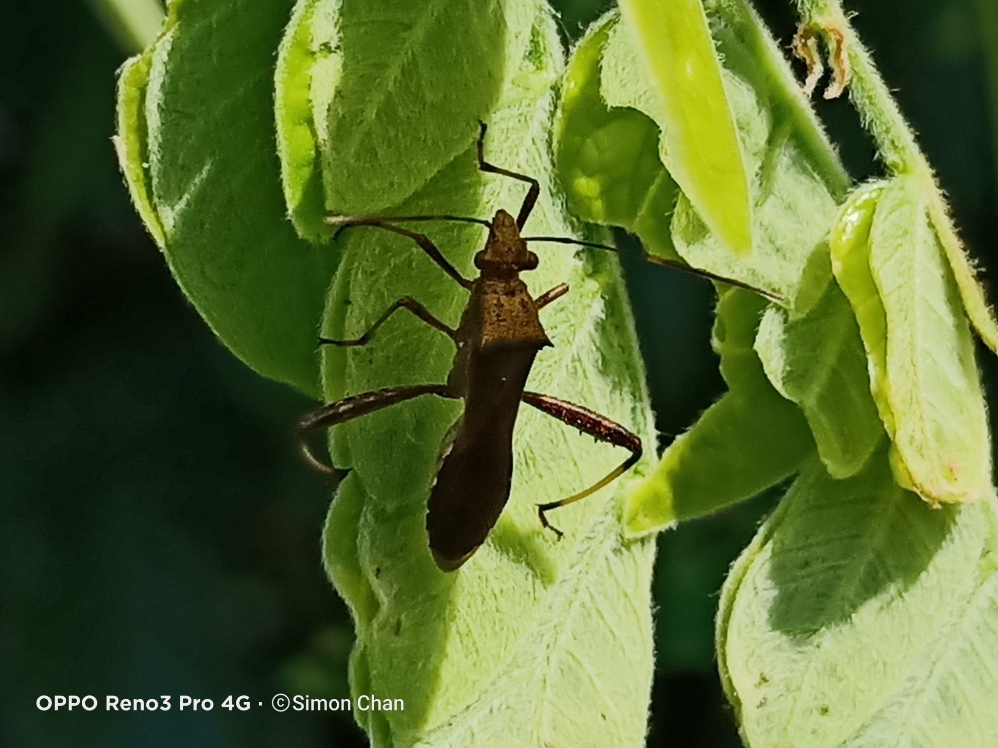 Riptortus pedestris (Fabricius, 1775)