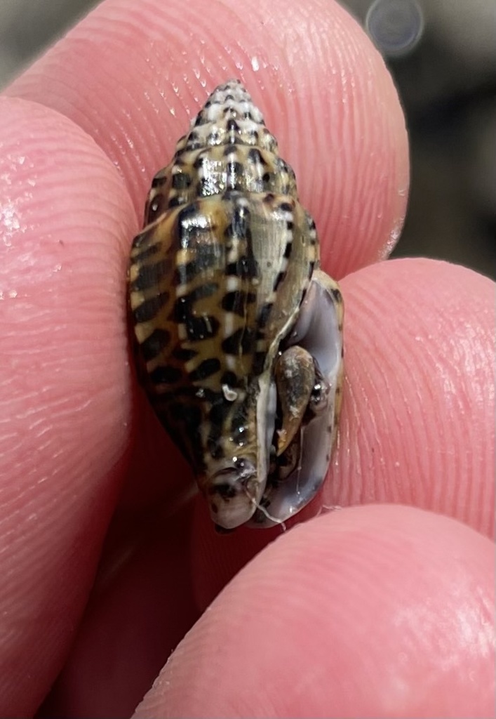 Anachis fluctuata from Bahía de Panamá, Panama City, Panamá, PA on February 21, 2022 at 02:03 PM ...