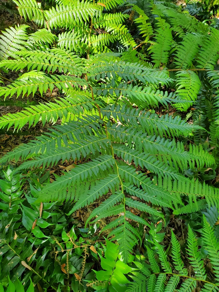 scaly tree ferns from Palm Coast, FL 32137, USA on February 21, 2022 at ...