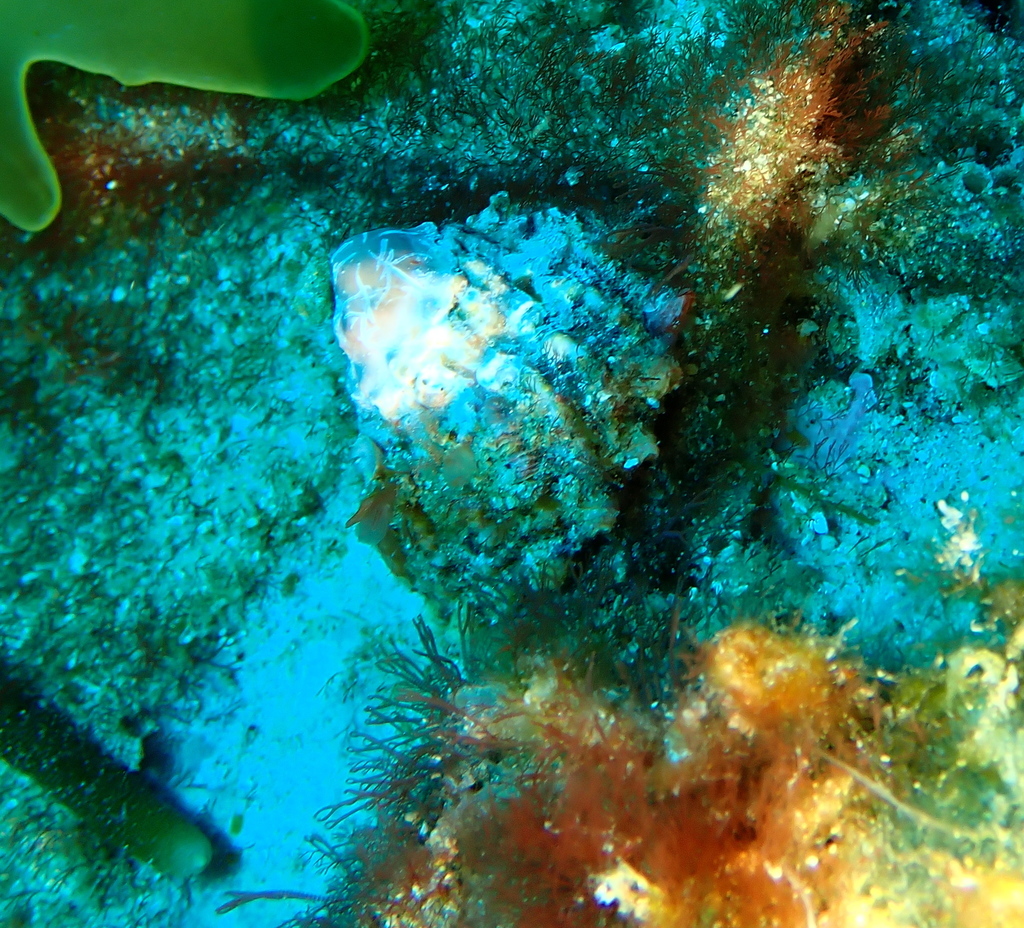 Cook's Turban from Northland, New Zealand on February 21, 2022 at 02:23 ...