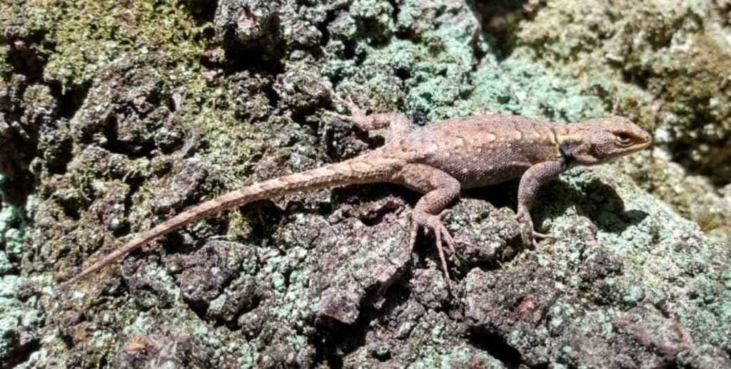 Northern Mesquite Lizard from Tlatlauquitepec, Pue., México on May 21 ...