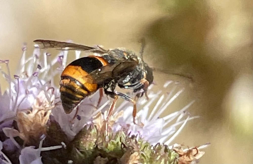 Potter and Mason Wasps from Frankston South, VIC, AU on February 22 ...