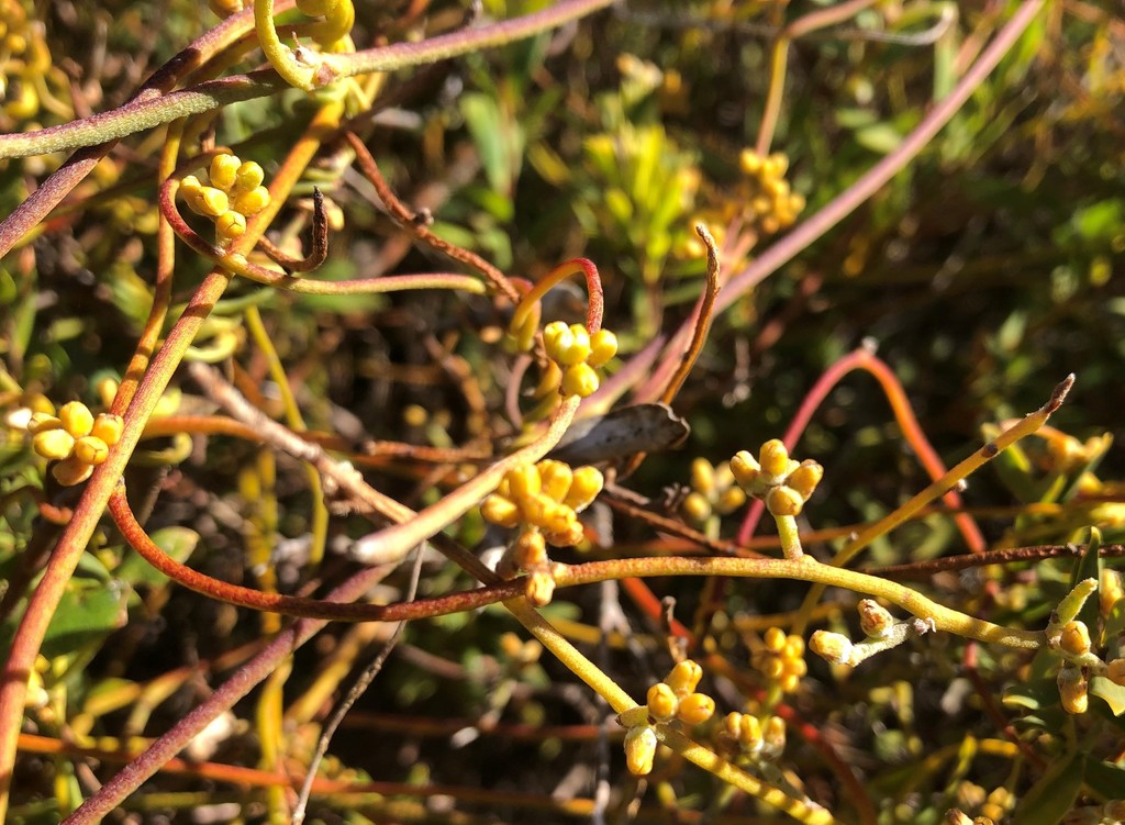 Dodder Laurels from Coorong SA 5264, Australia on February 22, 2022 at ...