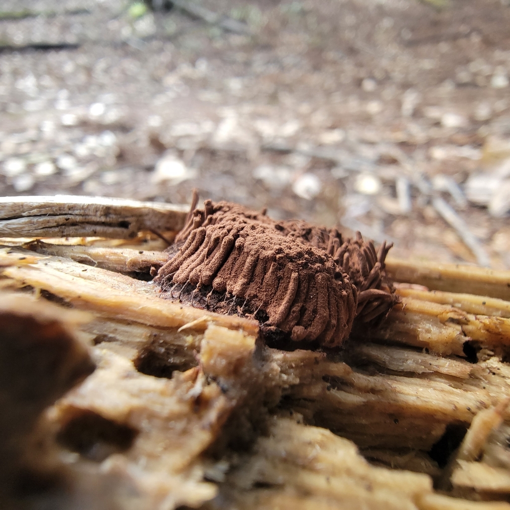 Chocolate Tube Slimes from 3GFF+XF, Hendy Grove, CA 95466, USA on ...