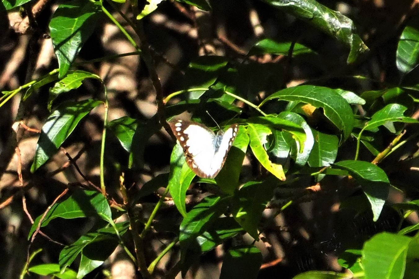 Cepora perimale (Donovan, 1805)