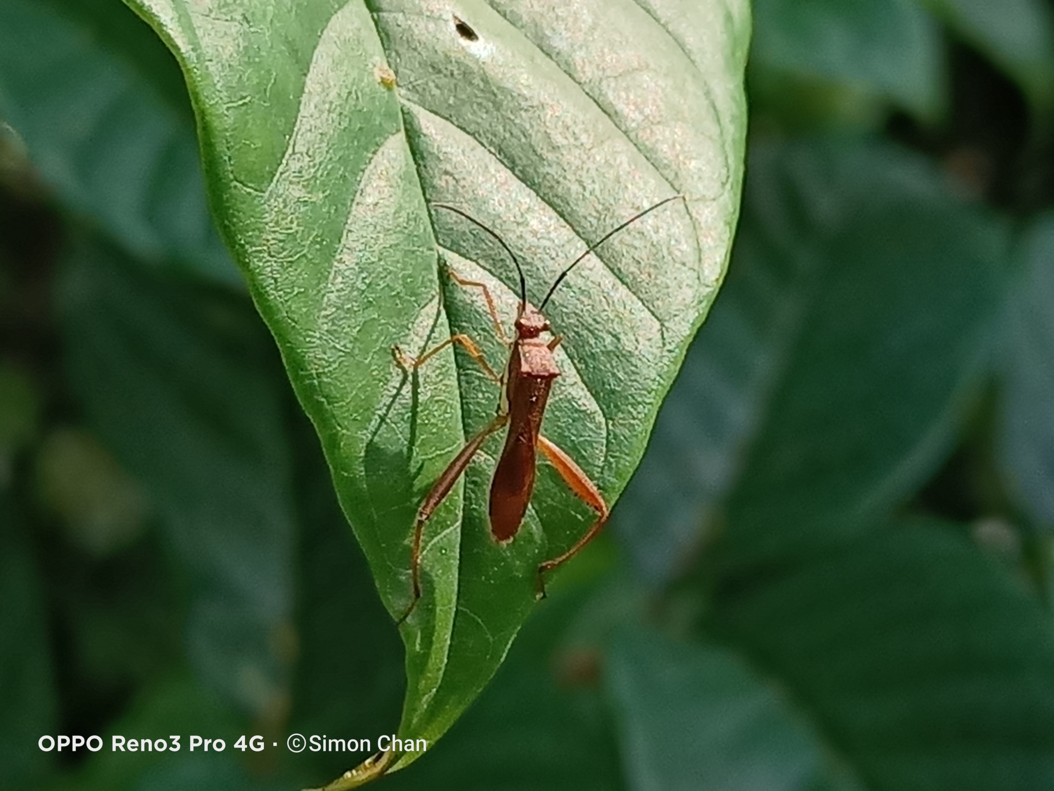 Riptortus linearis (Fabricius, 1775)