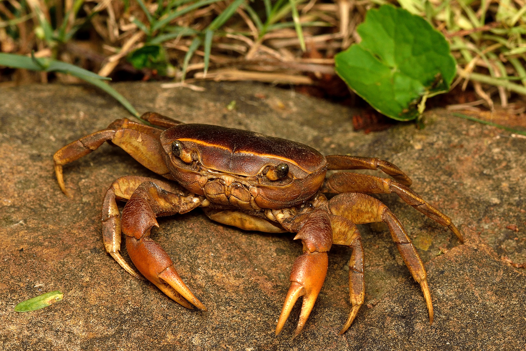 Mariepskop River Crab from Ehlanzeni, South Africa on February 18, 2022 ...