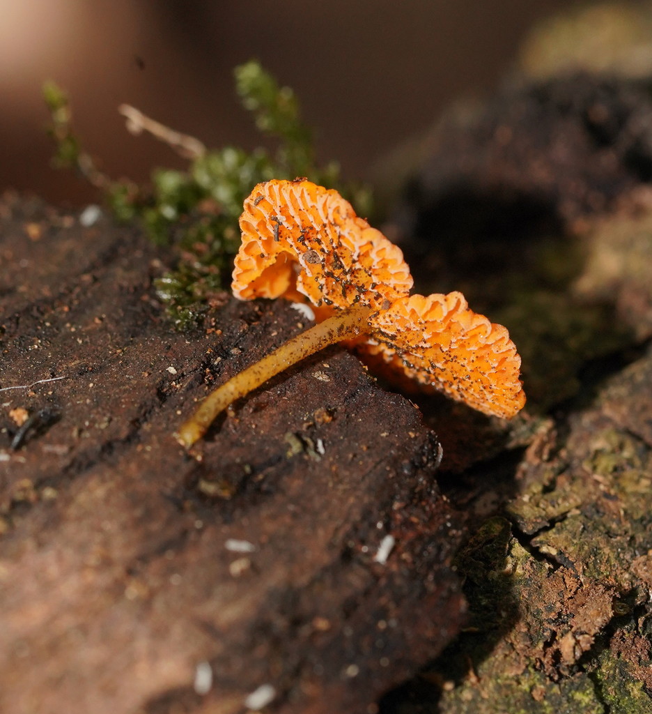 orange pore fungus from Melbourne VIC, Australia on February 22, 2022 ...