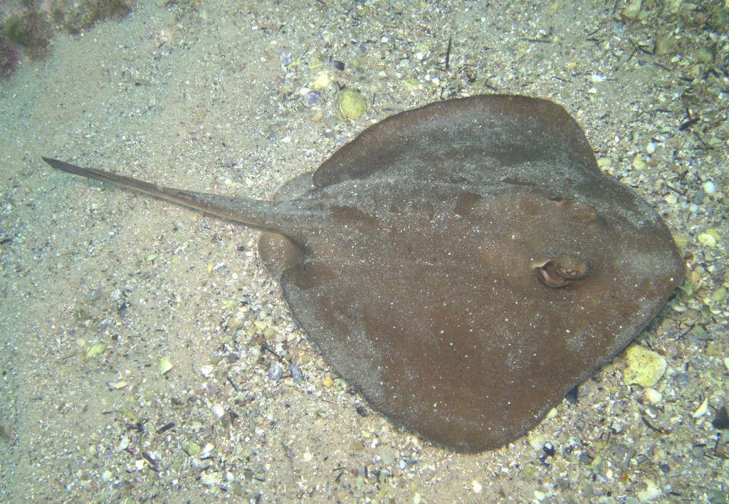 Common Stingaree from 1 Bower Ln, Manly NSW 2095, Australia on February ...