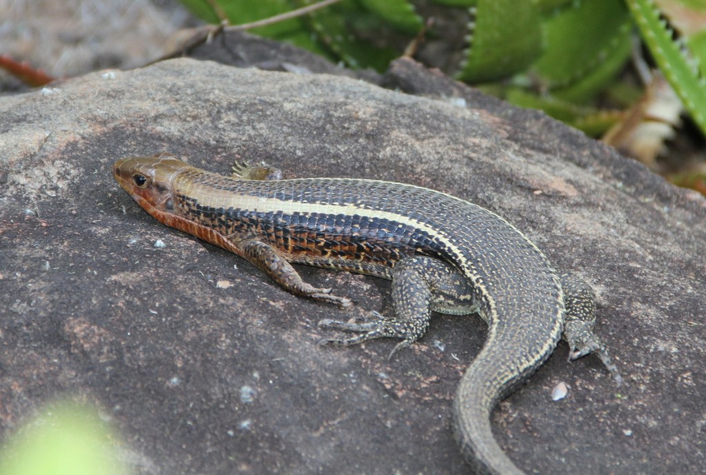Western Girdled Lizard from Itasy, Madagascar on November 8, 2010 at 09 ...