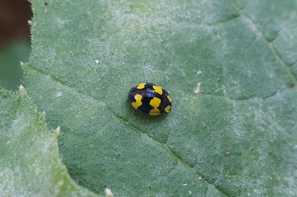 Fungus-eating ladybird from Melbourne VIC, Australia on February 22 ...