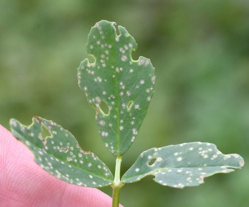 Entyloma meliloti · iNaturalist United Kingdom