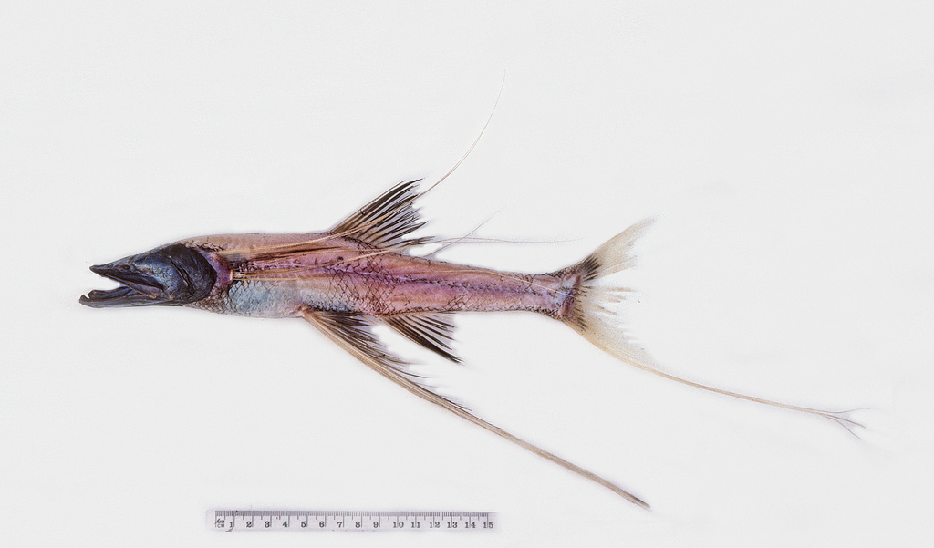 Tribute Spiderfish from 34 n.miles off Nelson Bay, NSW, Australia on ...