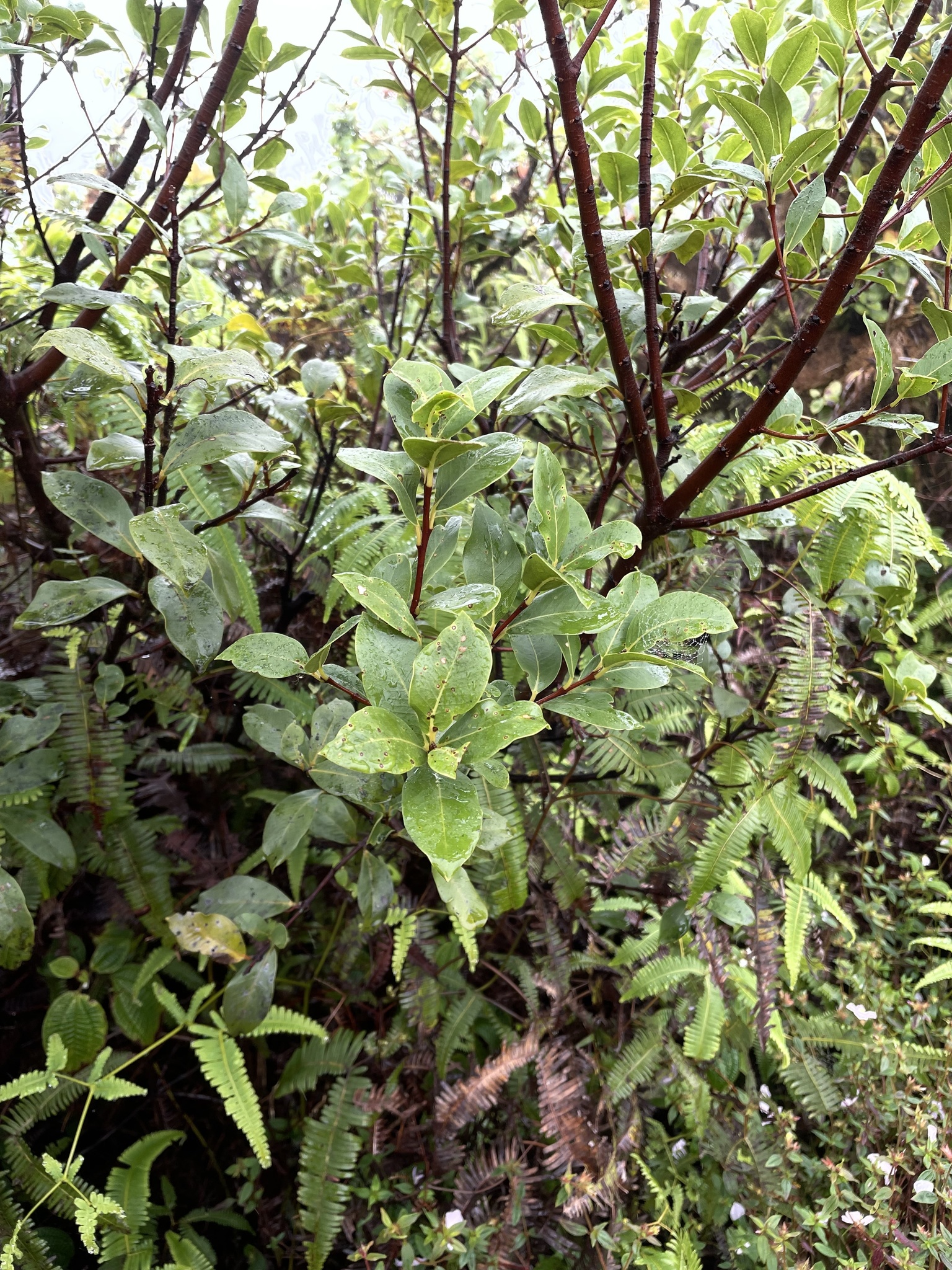 Wikstroemia oahuensis (A.Gray) Rock
