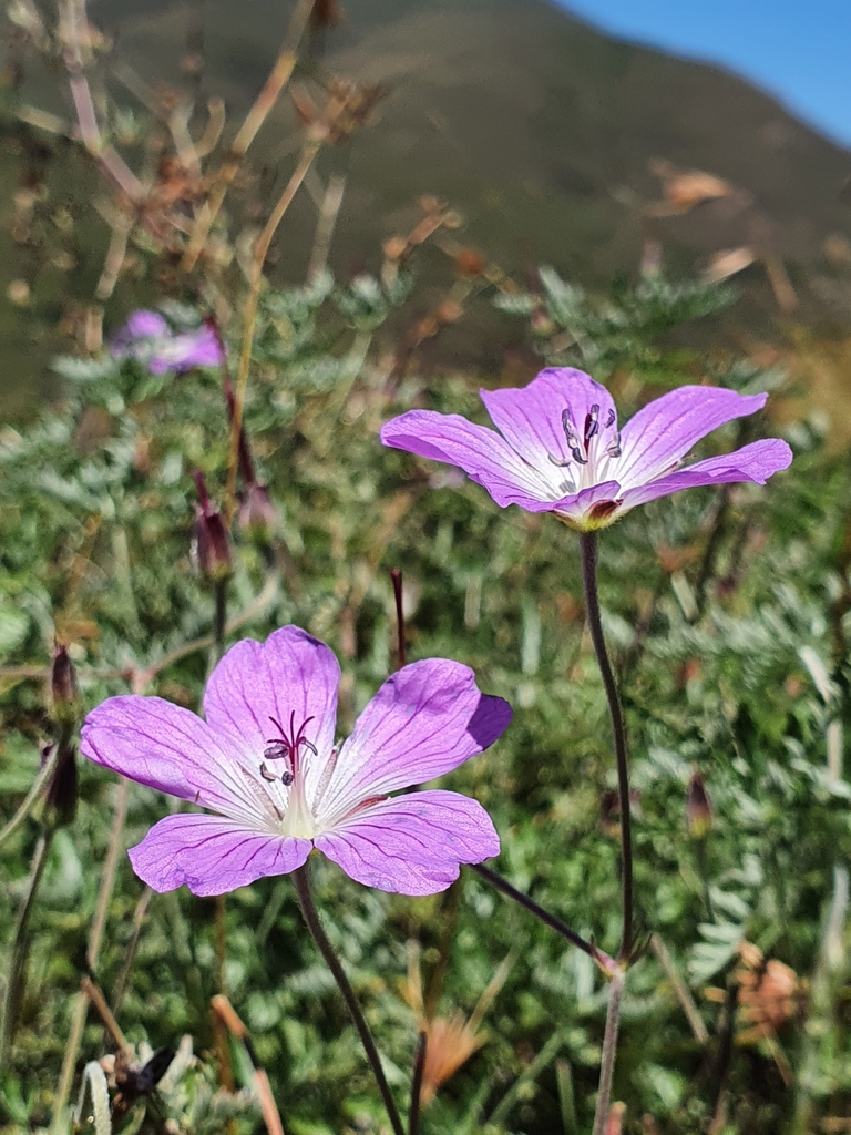 Drakensberg cranesbill from Joe Gqabi, ZA-EC, ZA on February 8, 2022 at ...