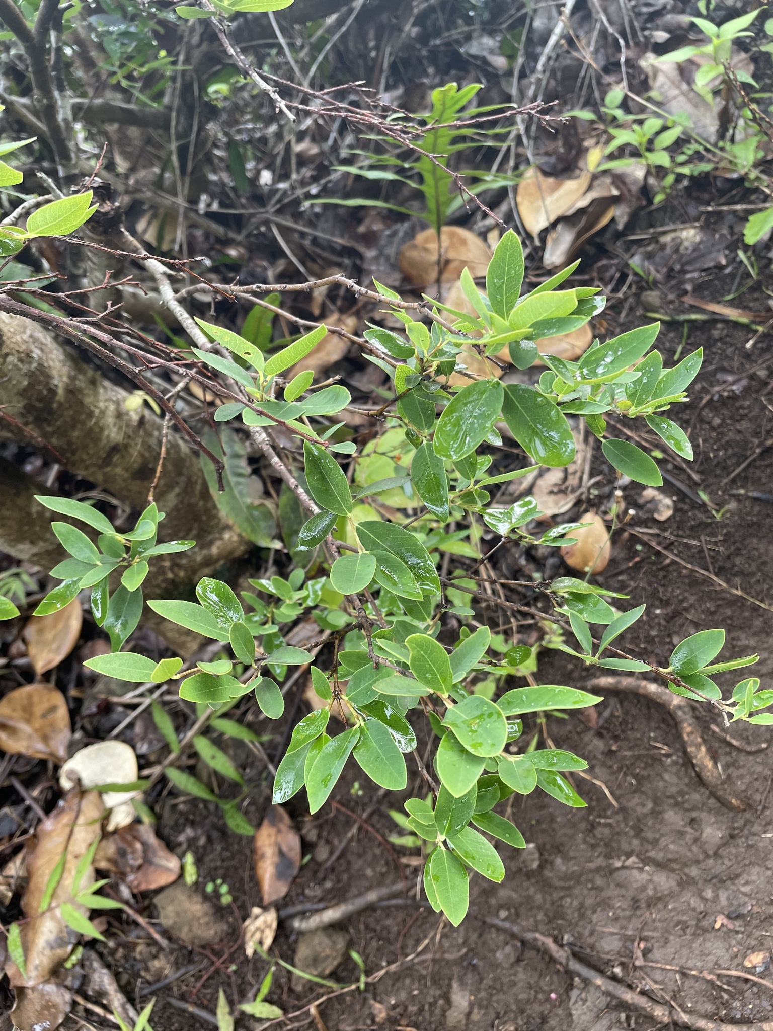 Wikstroemia oahuensis (A.Gray) Rock
