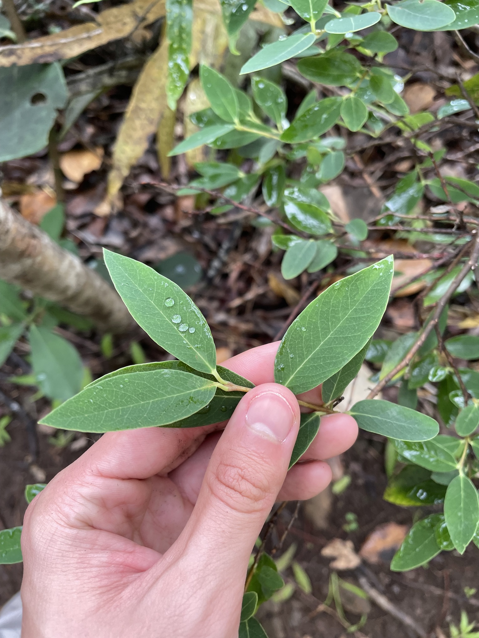 Wikstroemia oahuensis (A.Gray) Rock