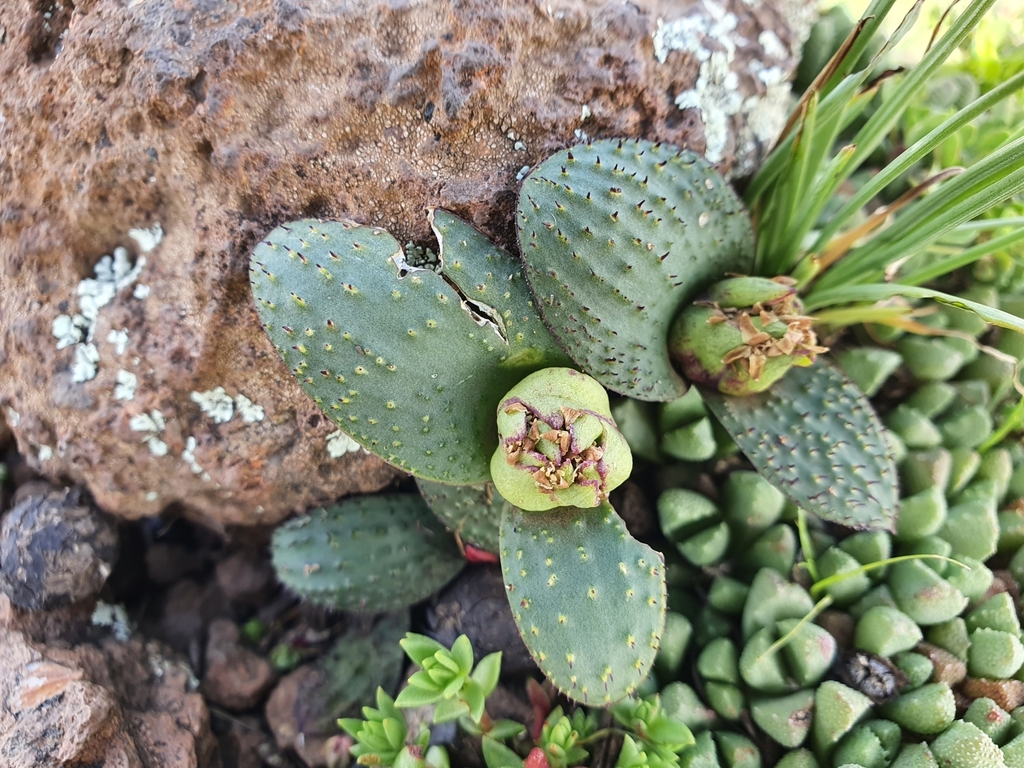 Alpine Hedgehog Lily from Joe Gqabi, ZA-EC, ZA on February 8, 2022 at ...