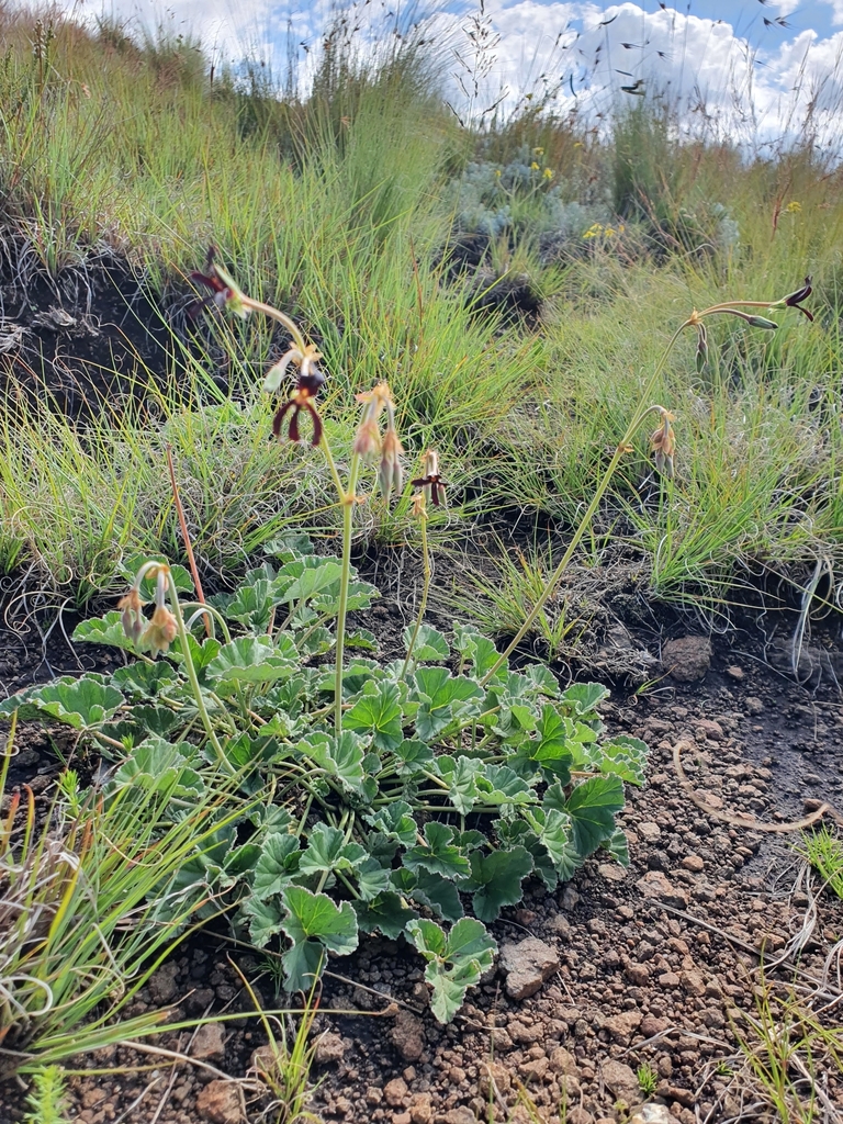 Black Pelargonium from Joe Gqabi, ZA-EC, ZA on February 8, 2022 at 03: ...