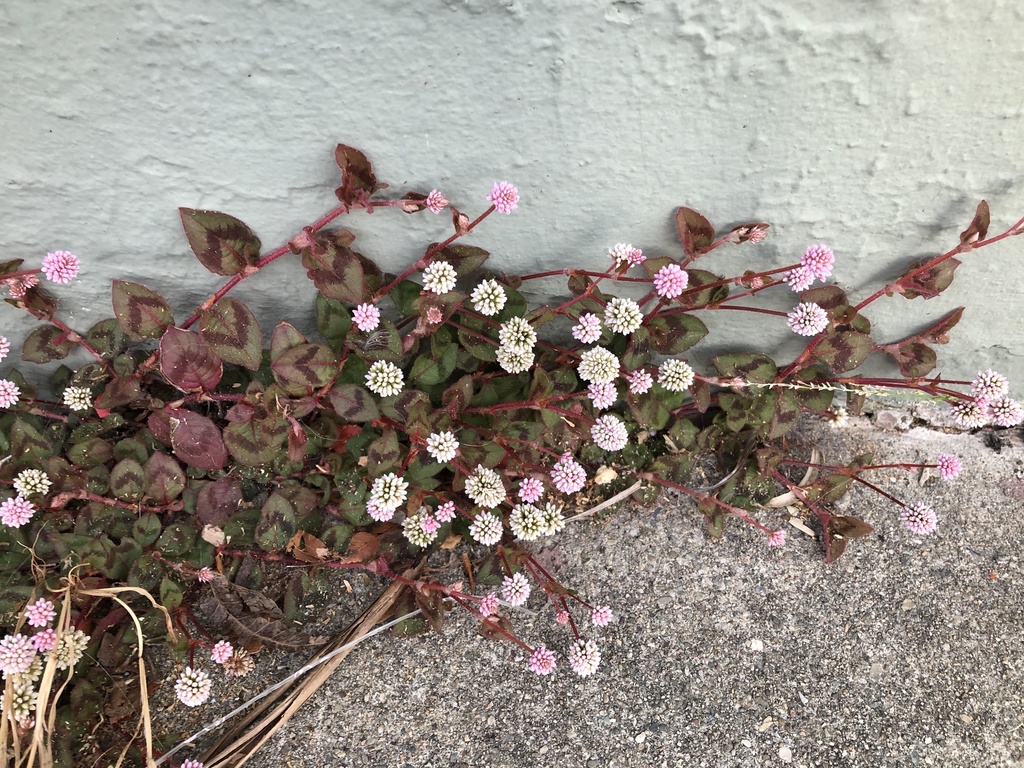 pink knotweed from Broderick St, San Francisco, CA, US on February 17 ...