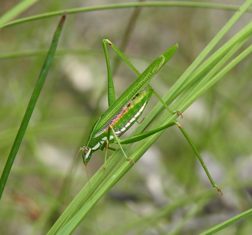 Complex Polichne longipes · iNaturalist