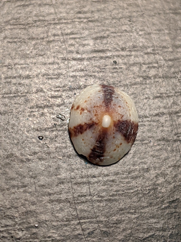 Patelloida mufria from Nambucca, AU-NS, AU on February 21, 2022 by Nathanael Green · iNaturalist