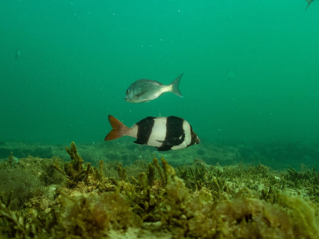 Magpie Perch from Port Phillip Bay, Beaumaris VIC 3193, Australia on ...