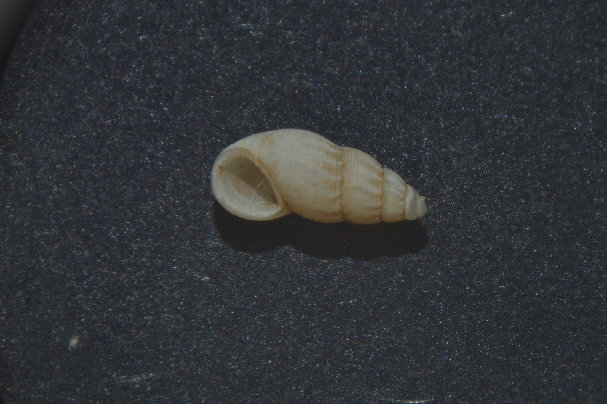 Onoba semicostata (Montagu, 1803)