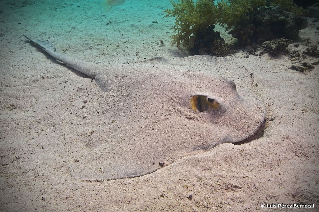 Cowtail Stingray (Pastinachus sephen) - Marine Life Identification