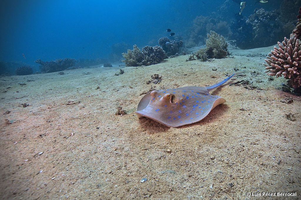 Bluespotted Fantail Ray from Yolanda Reef, Ras Mohammed National Park ...
