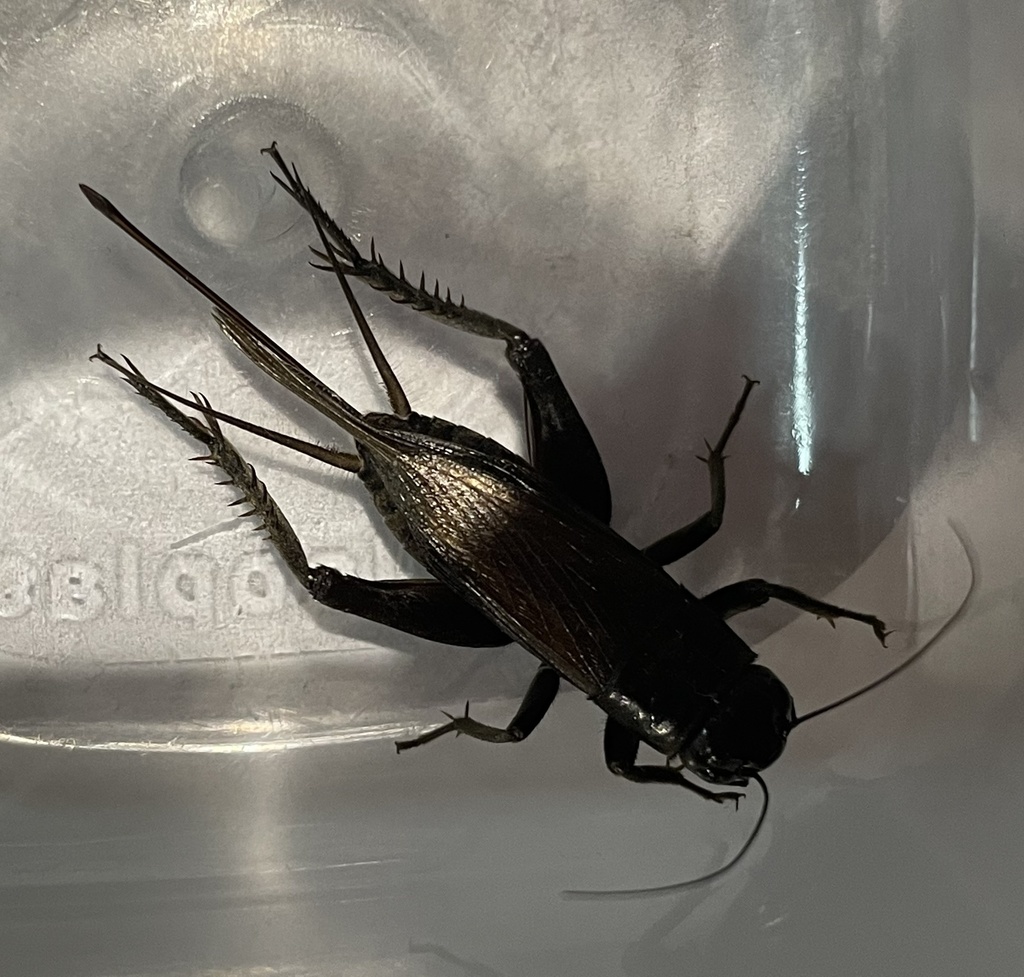 Australian Black Field Cricket from Frankston South, VIC, AU on ...
