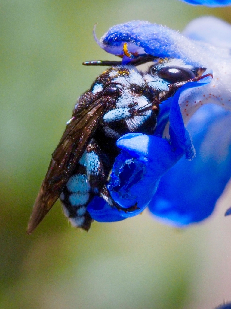 Blue-spotted Cloak-and-dagger Bee from Bangalay Ave/Overport Rd ...