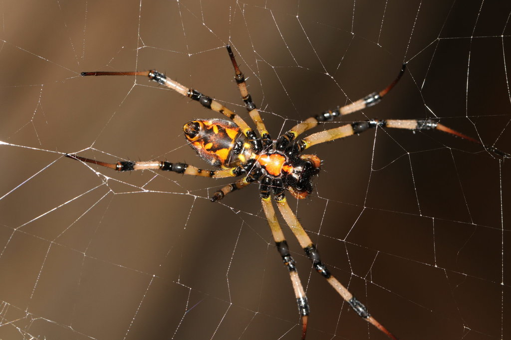 Asian Hermit Spider from Anuradhapura, Sri Lanka on February 12, 2022 ...