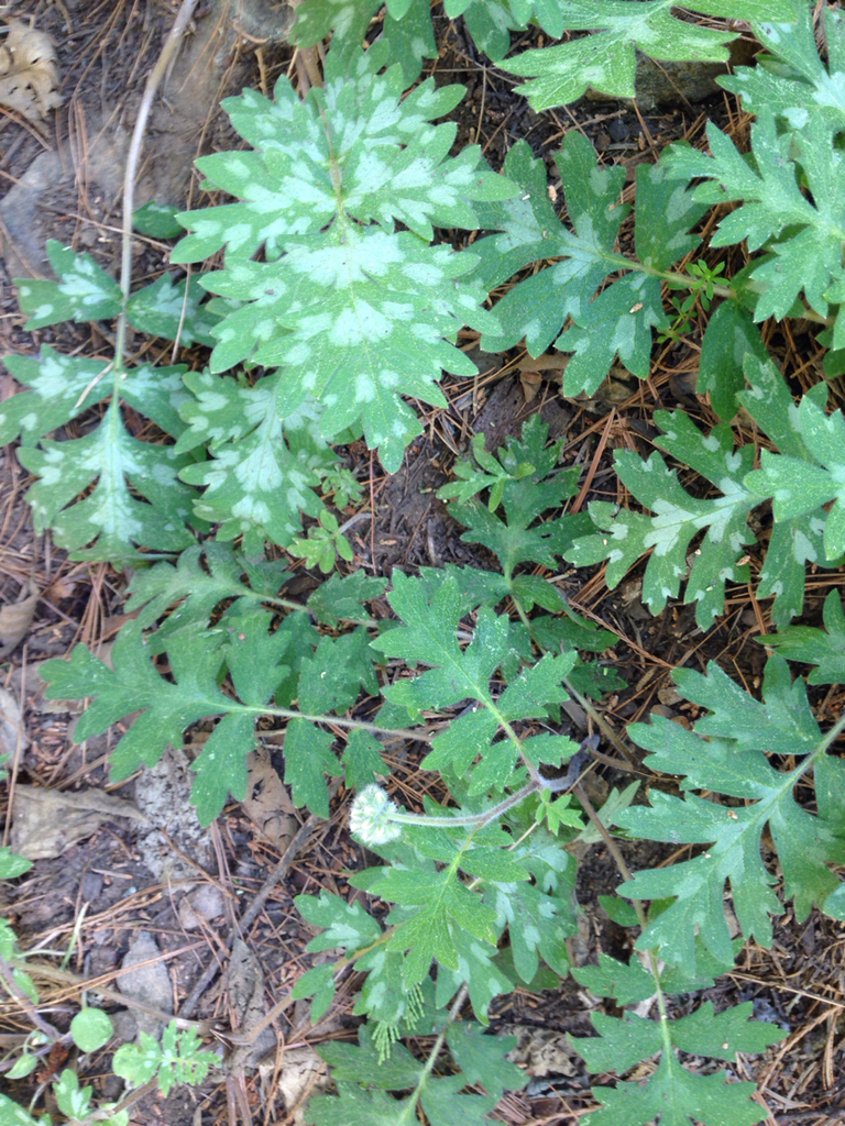western waterleaf (Hydrophyllum occidentale) - Botanical Realm