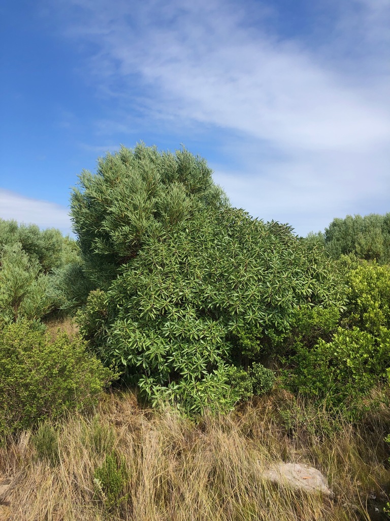 Australian Ngaio from Overberg, Western Cape, South Africa on February ...