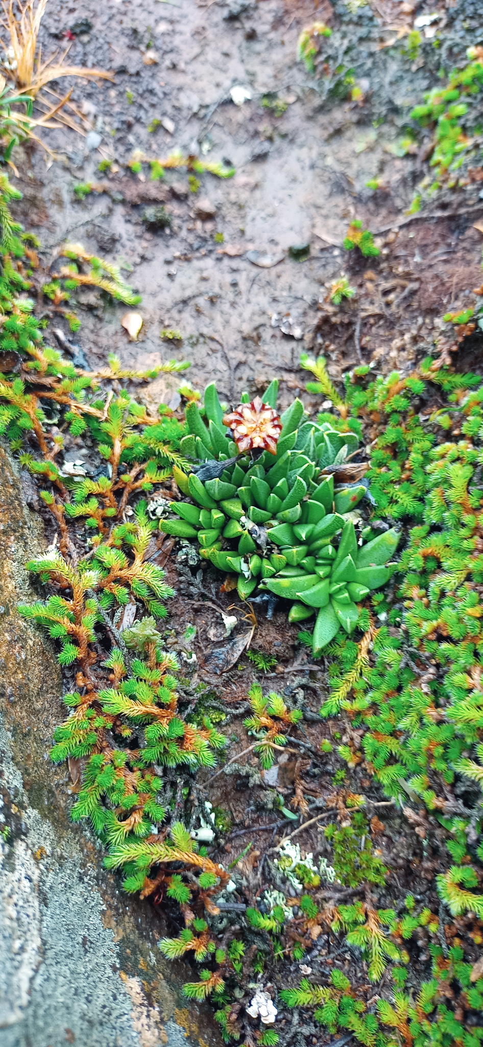 Bergeranthus Schwantes