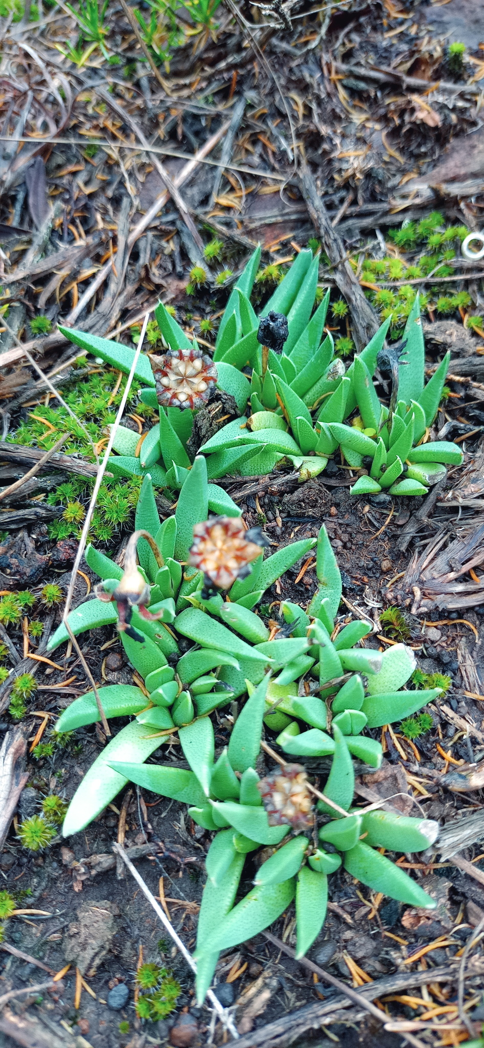 Bergeranthus Schwantes